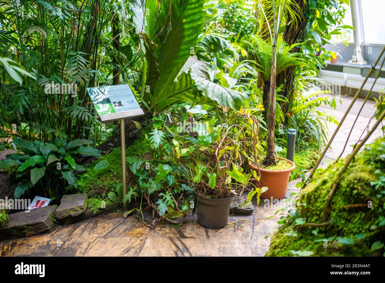 Interior of the giant greenhouse with tropic plants in Botanic Garden ...