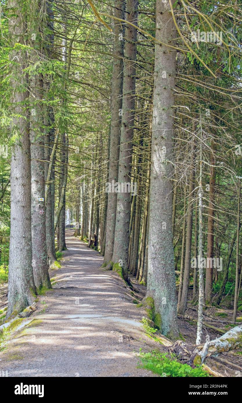 Mme forest hi-res stock photography and images - Alamy