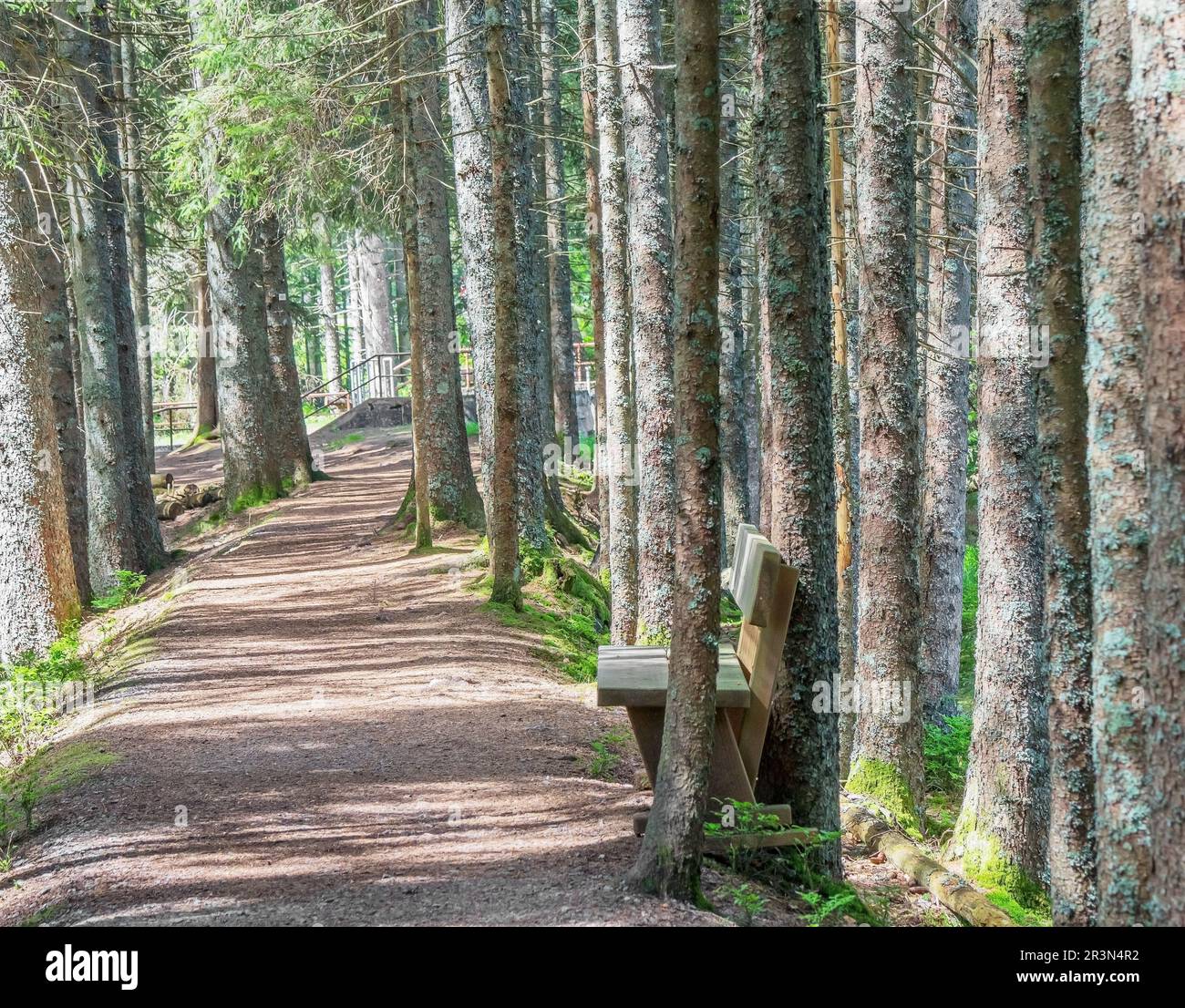Mme forest hi-res stock photography and images - Alamy