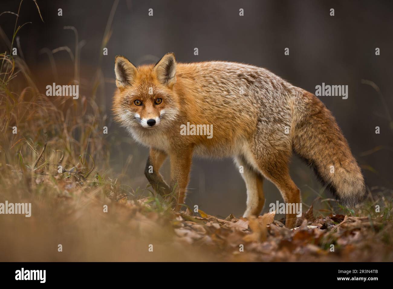Fluffy red fox looking back on foliage in fall nature Stock Photo - Alamy