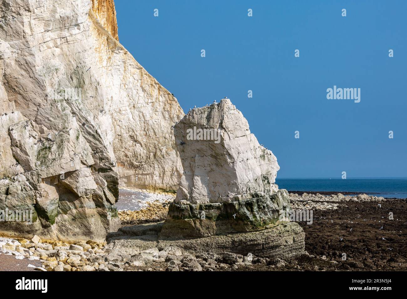Stack rock and chalk cliffs viewed from Splash Point in Seaford, with a ...