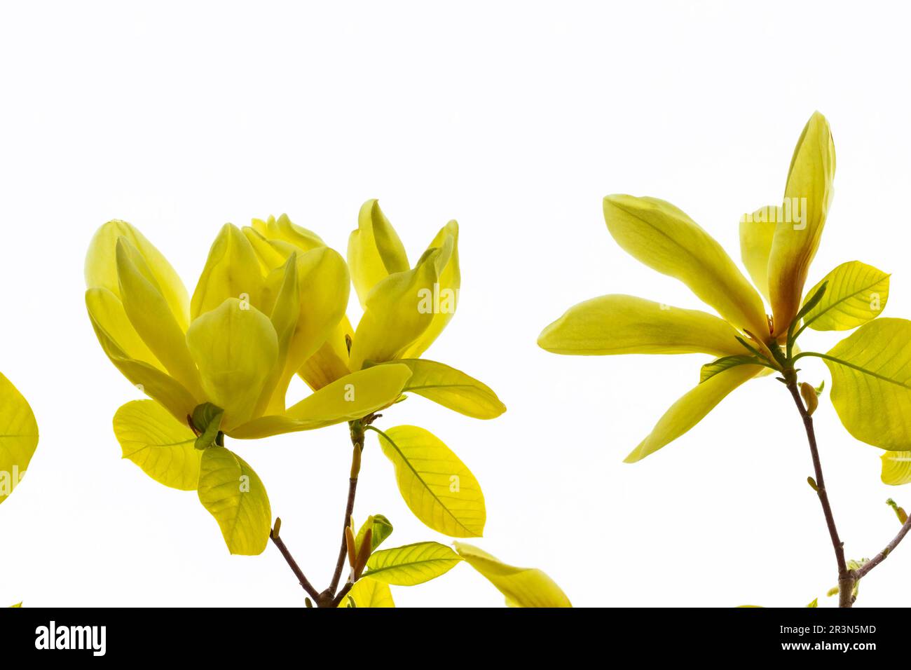 Sakura yellow Cut Out Stock Images & Pictures - Alamy