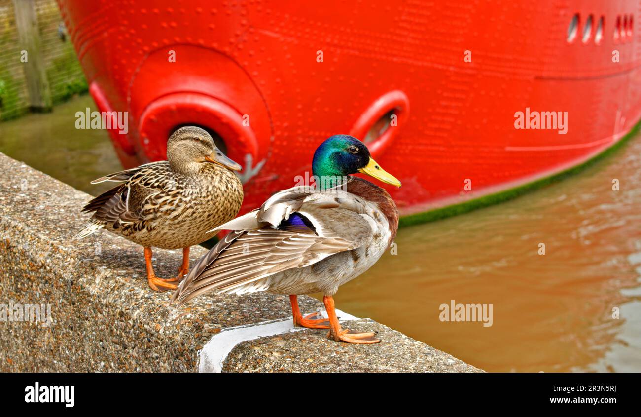 London Trinity Buoy Wharf Leamouth Peninsular Orchard Place mallard ...