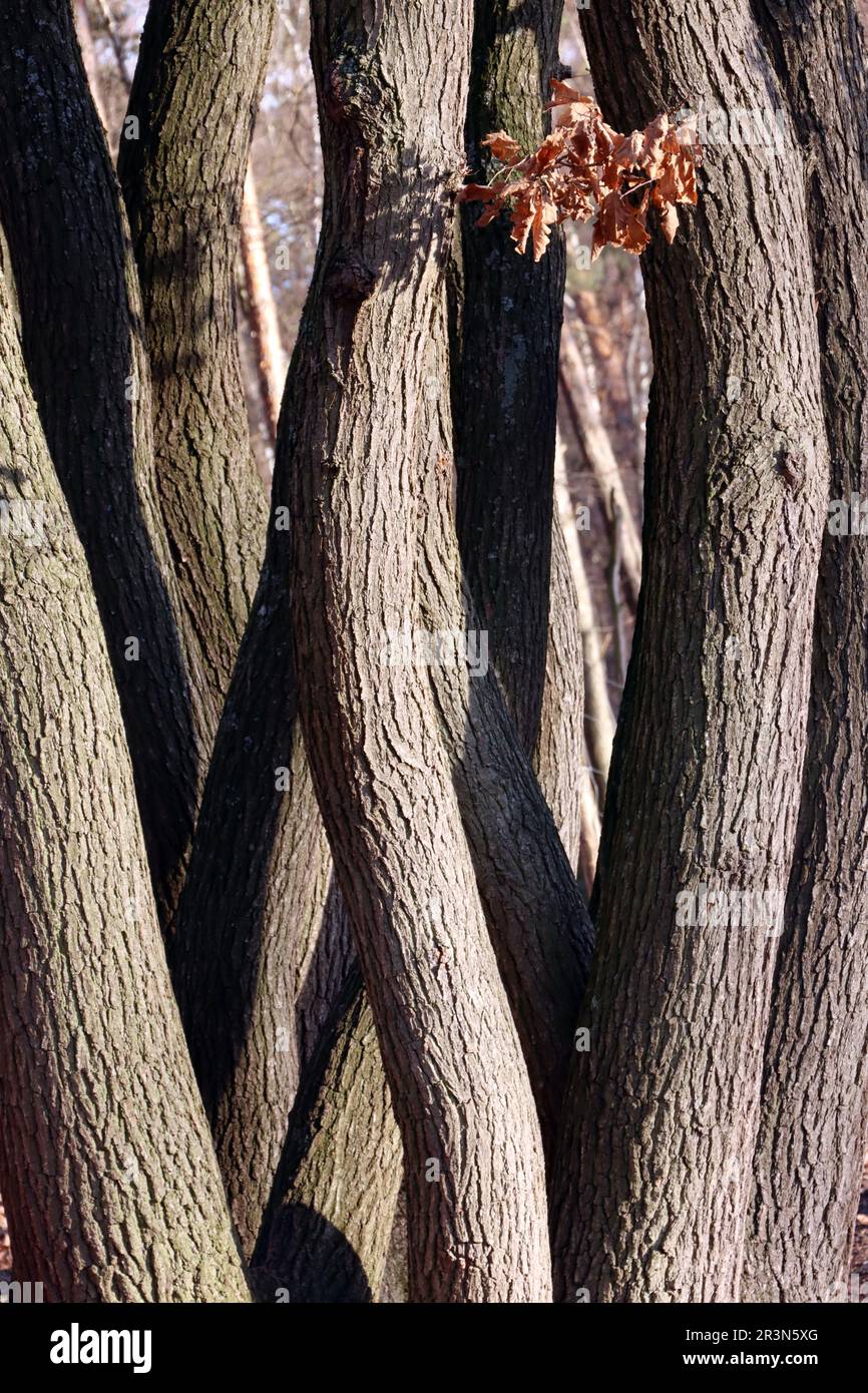 Closely grown oaks quercus spec in the forest hi-res stock photography ...