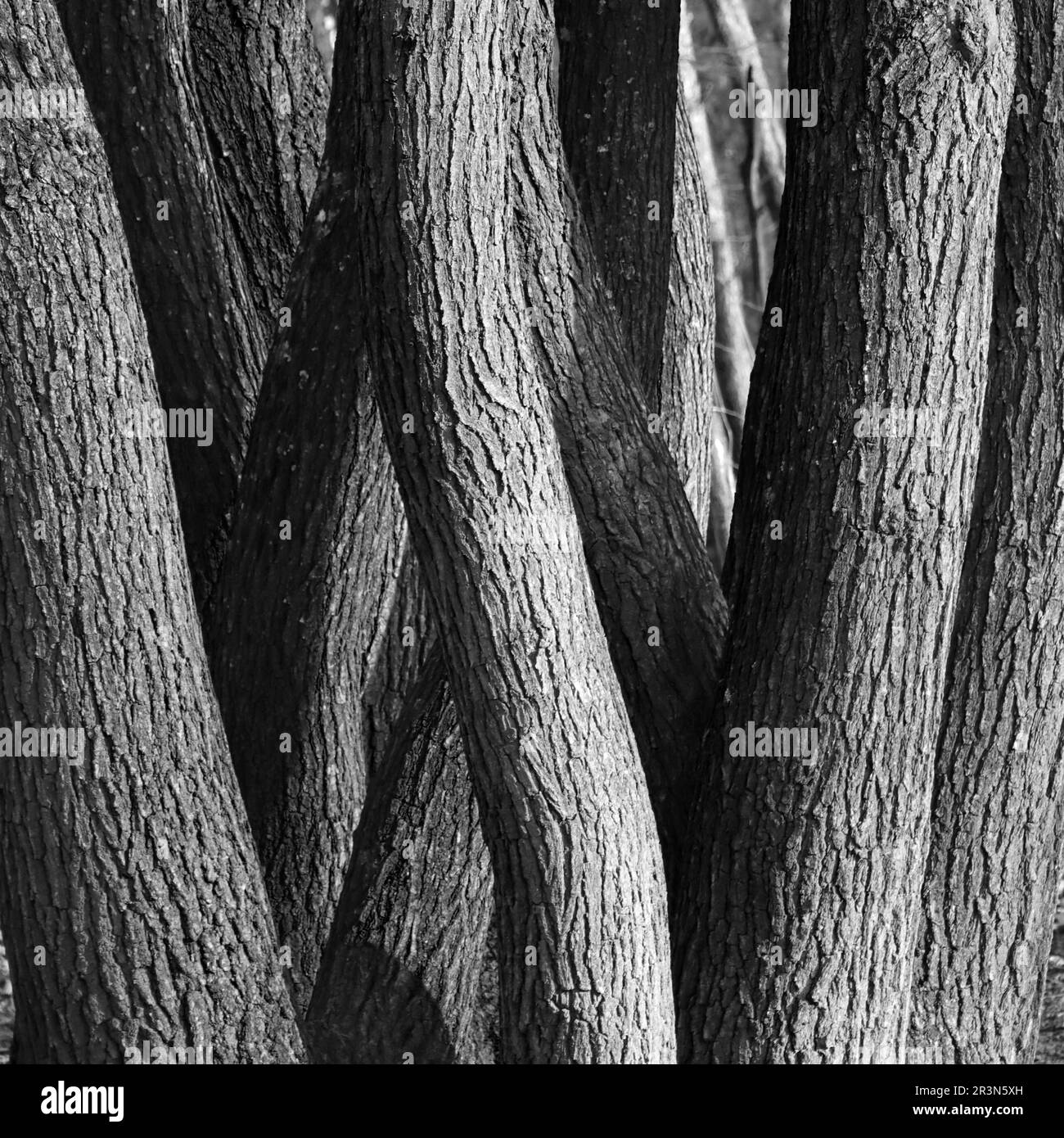 Closely grown oaks (Quercus spec.) in the forest Stock Photo - Alamy