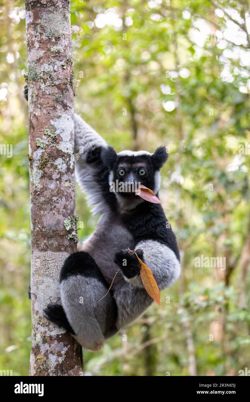 Lemur Indri, Madagascar wildlife animal Stock Photo - Alamy
