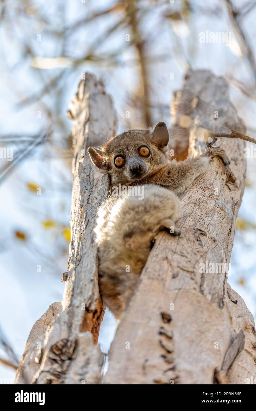 Red-tailed sportive lemur, Lepilemur ruficaudatus, Madagascar wildlife ...