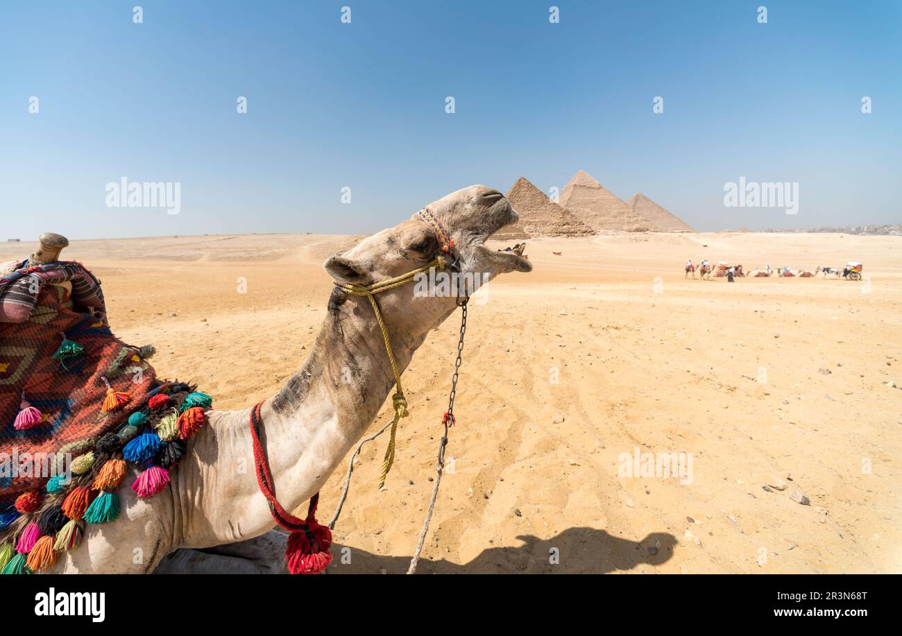 Camel in the Egyptian desert near the pyramids in Luxor Stock Photo - Alamy
