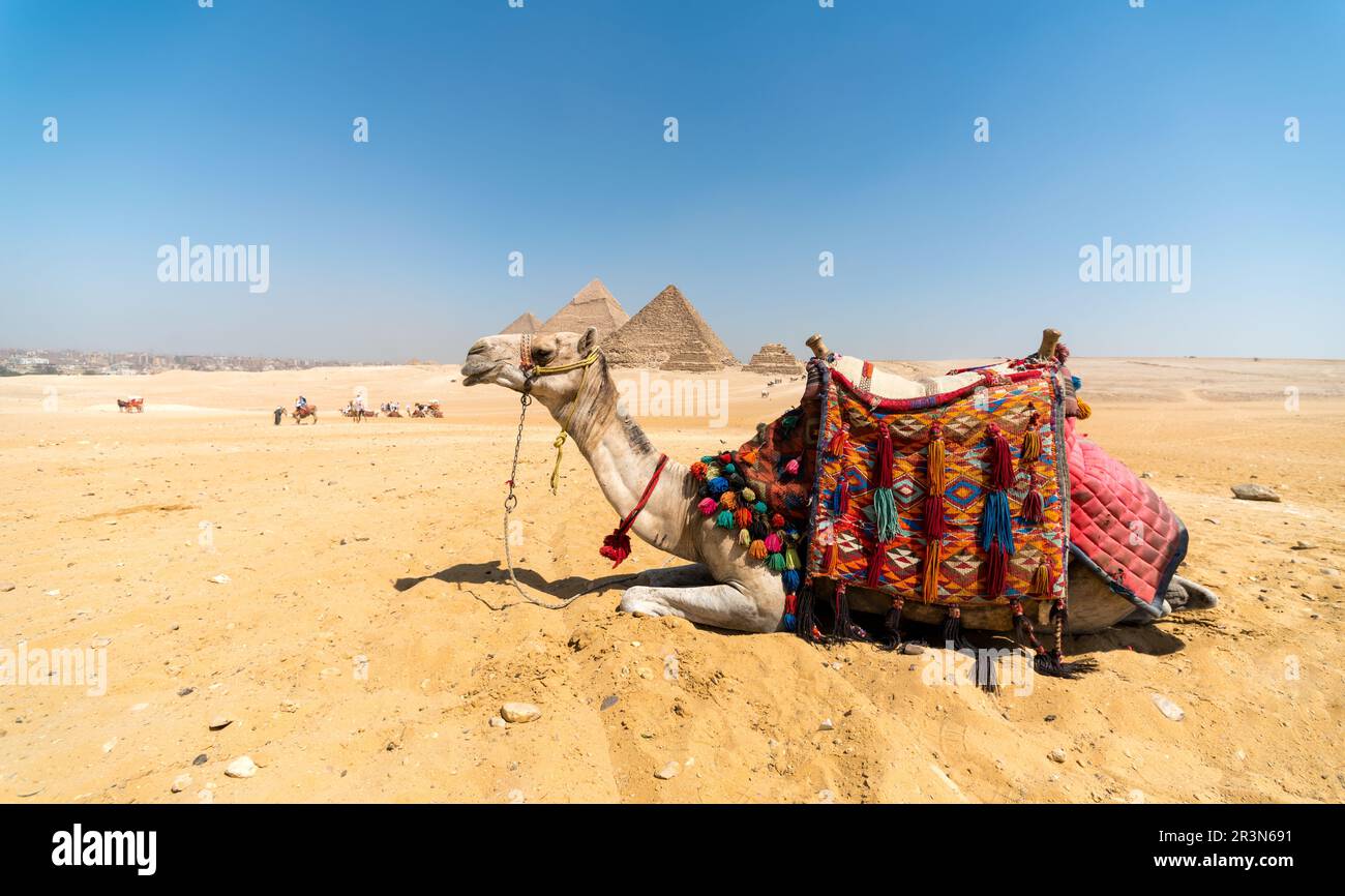 Camel in the Egyptian desert near the pyramids in Luxor Stock Photo - Alamy