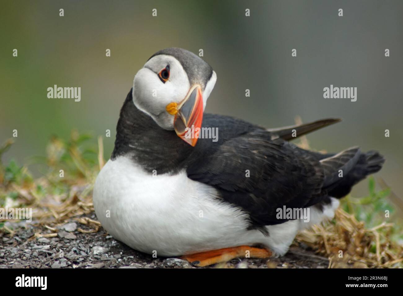 Puffins at the Skellig islands Stock Photo - Alamy