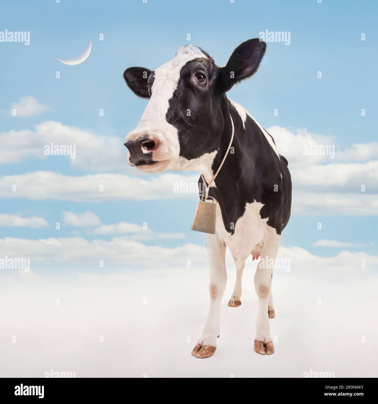 Jersey Cow composite with cumulous clouds and crescent moon ion sky ...