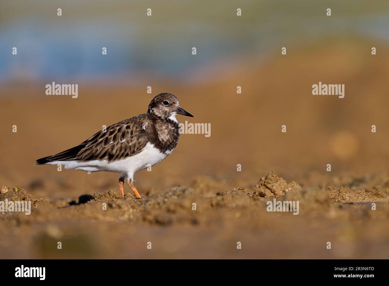 Wildlife portugal hi-res stock photography and images - Alamy