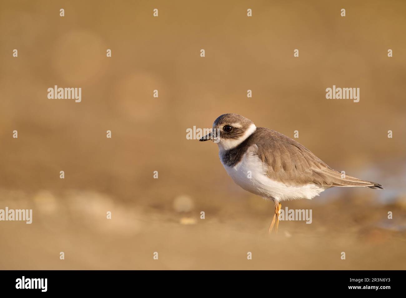 Common ringed plover at the Algarve Stock Photo - Alamy