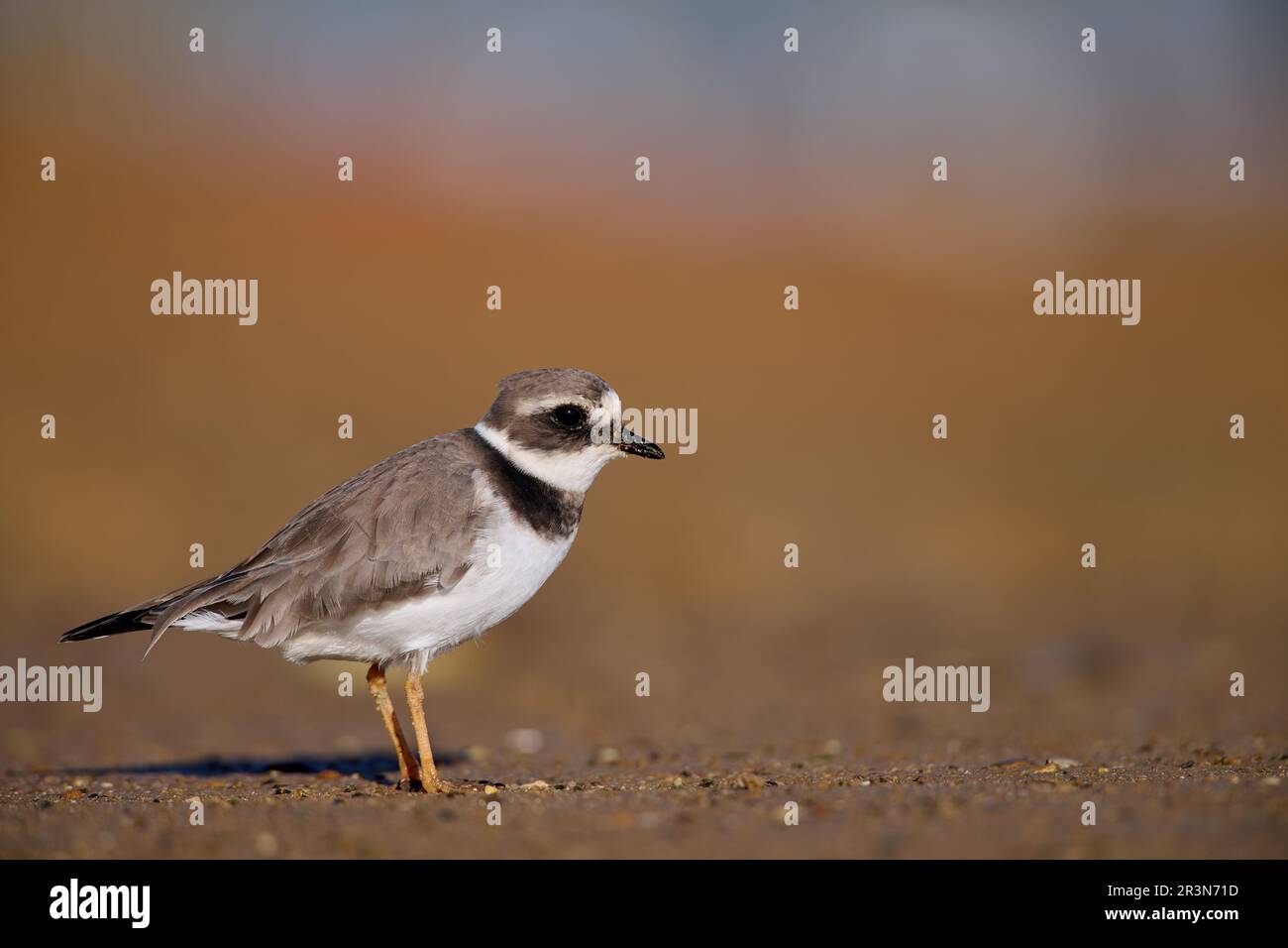 Common ringed plover at the Algarve Stock Photo - Alamy