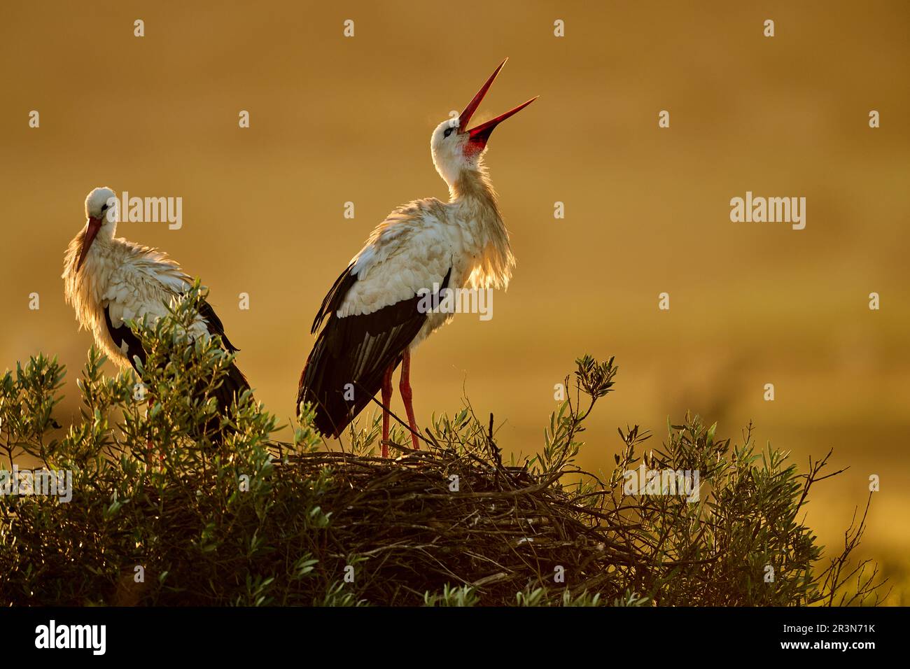 European white storks ciconia hi-res stock photography and images - Alamy