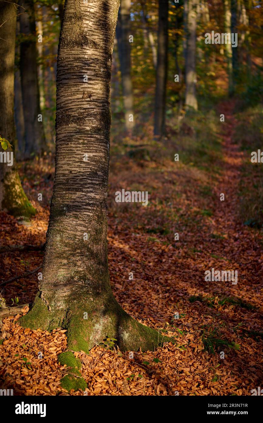 Tree in a German forest Stock Photo - Alamy