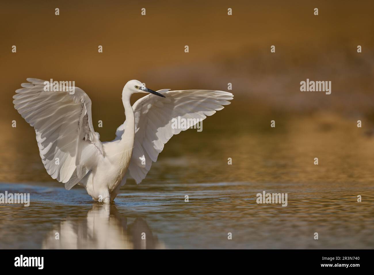 Fen wildlife hi-res stock photography and images - Alamy
