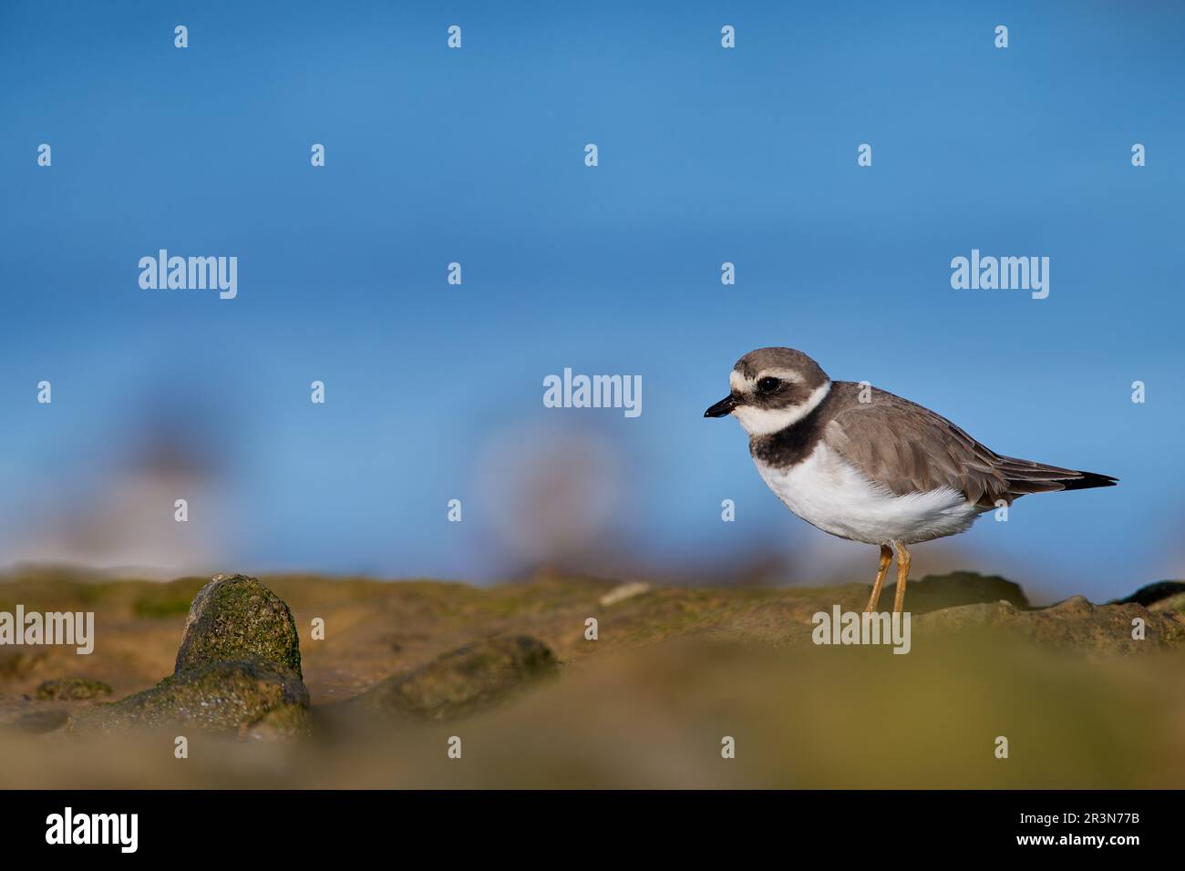 Common ringed plover at the Algarve Stock Photo - Alamy