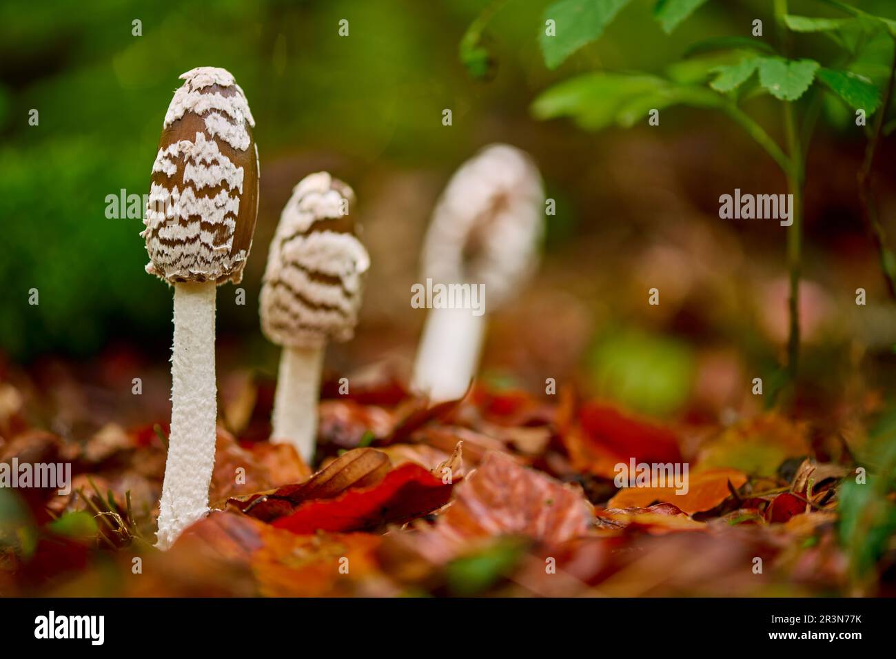 Coprinopsis hi-res stock photography and images - Alamy