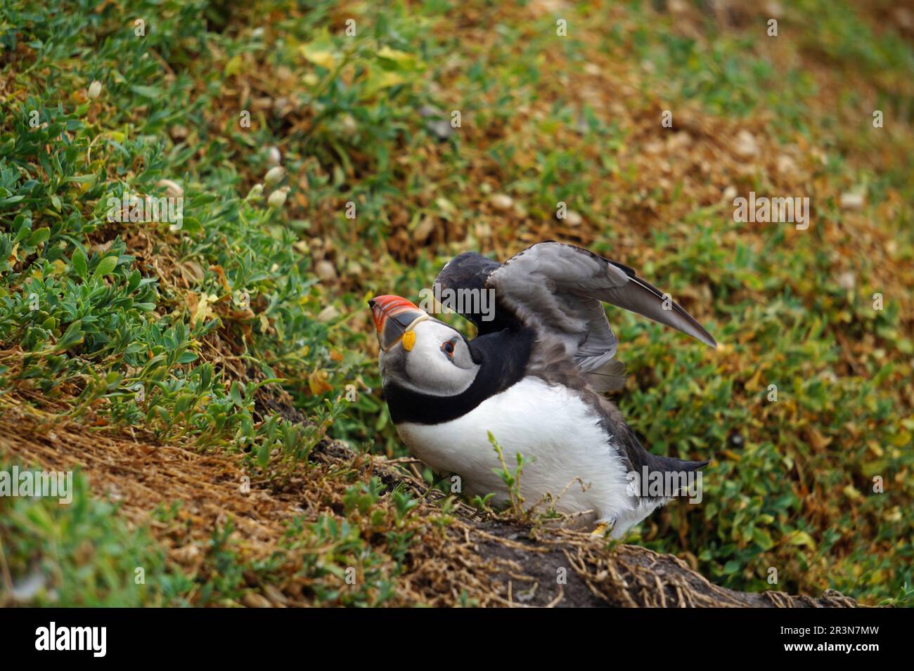 Puffins at the Skellig islands Stock Photo - Alamy