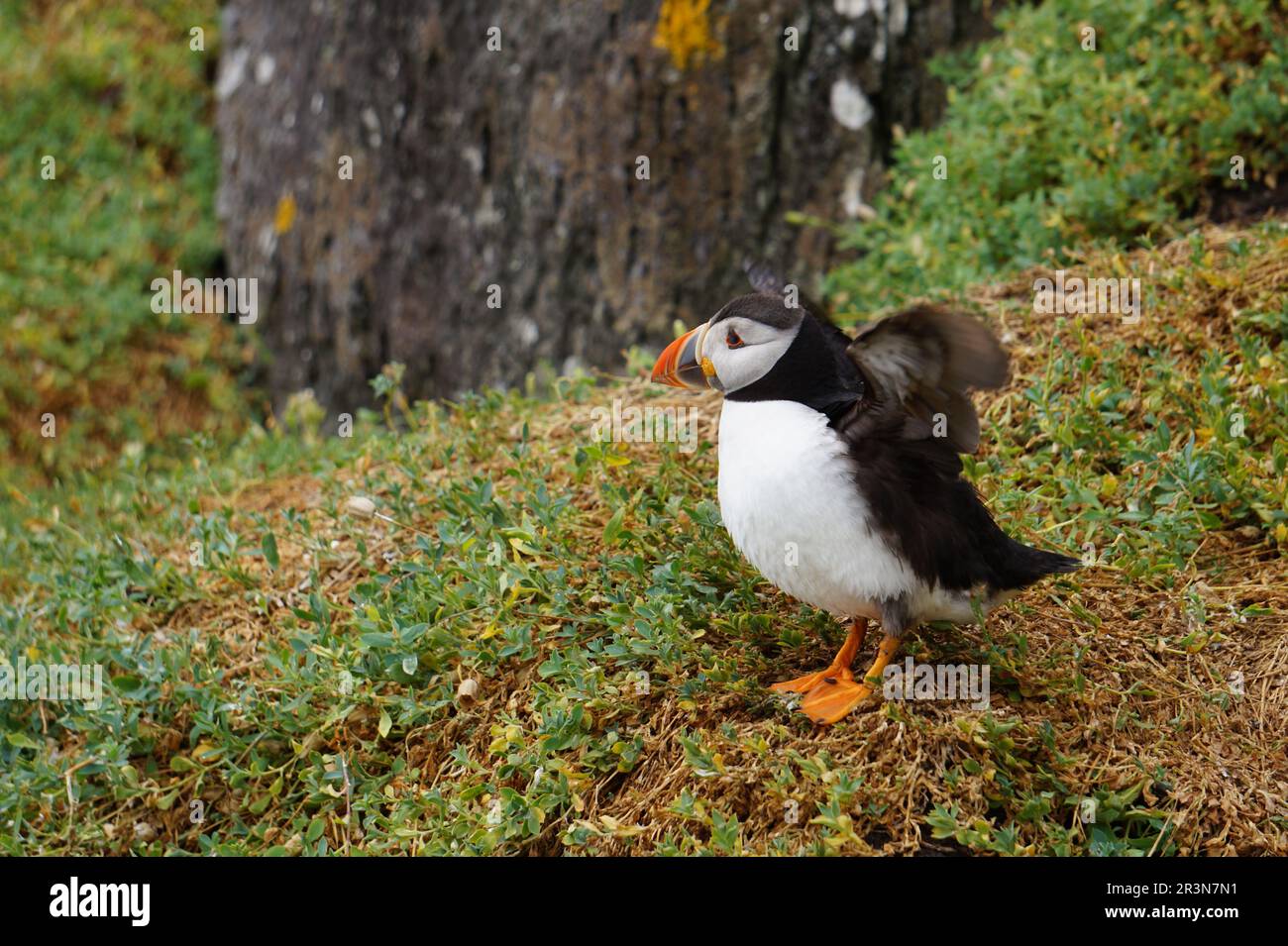 Puffins at the Skellig islands Stock Photo - Alamy