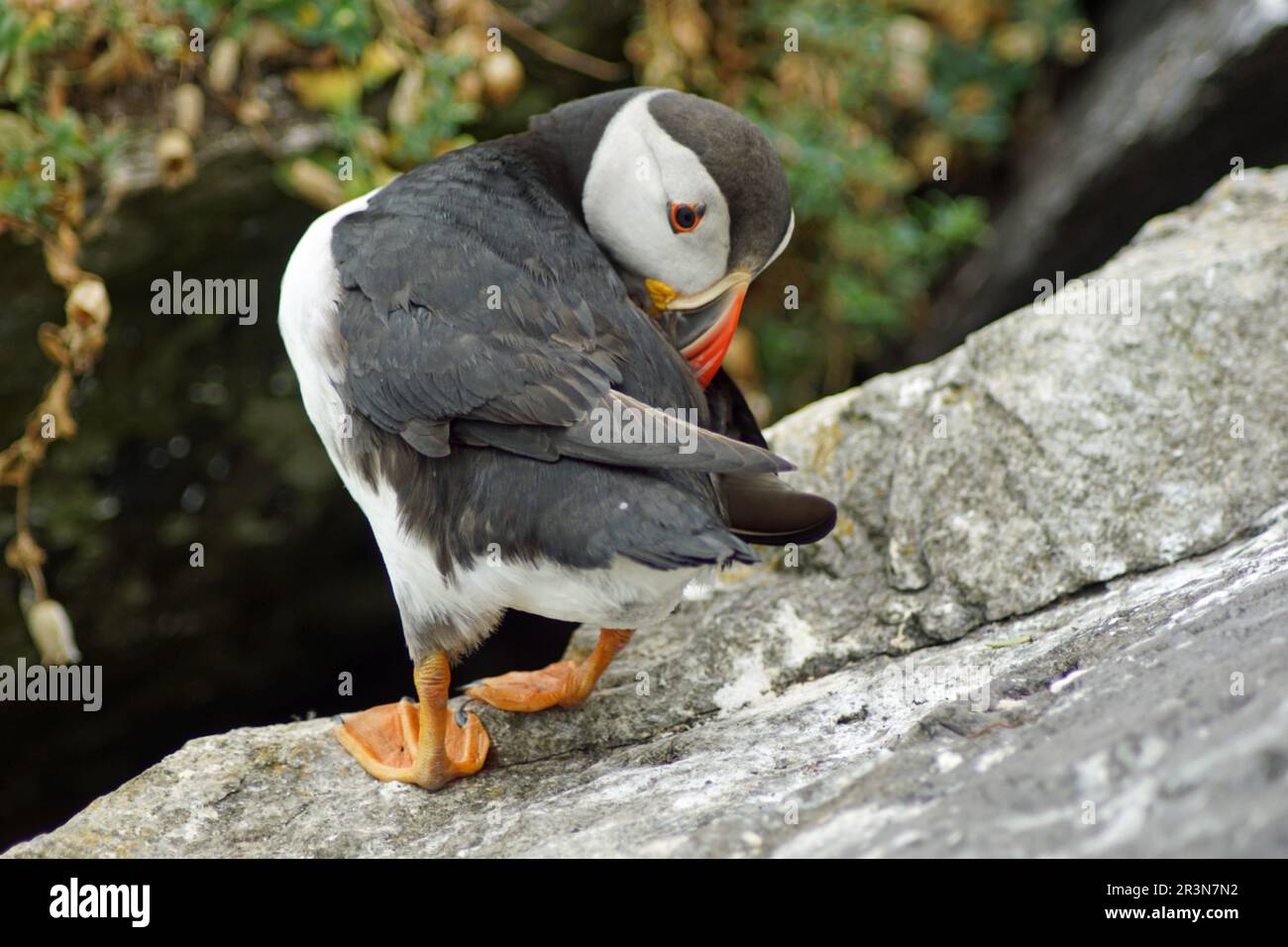 Puffins at the Skellig islands Stock Photo - Alamy