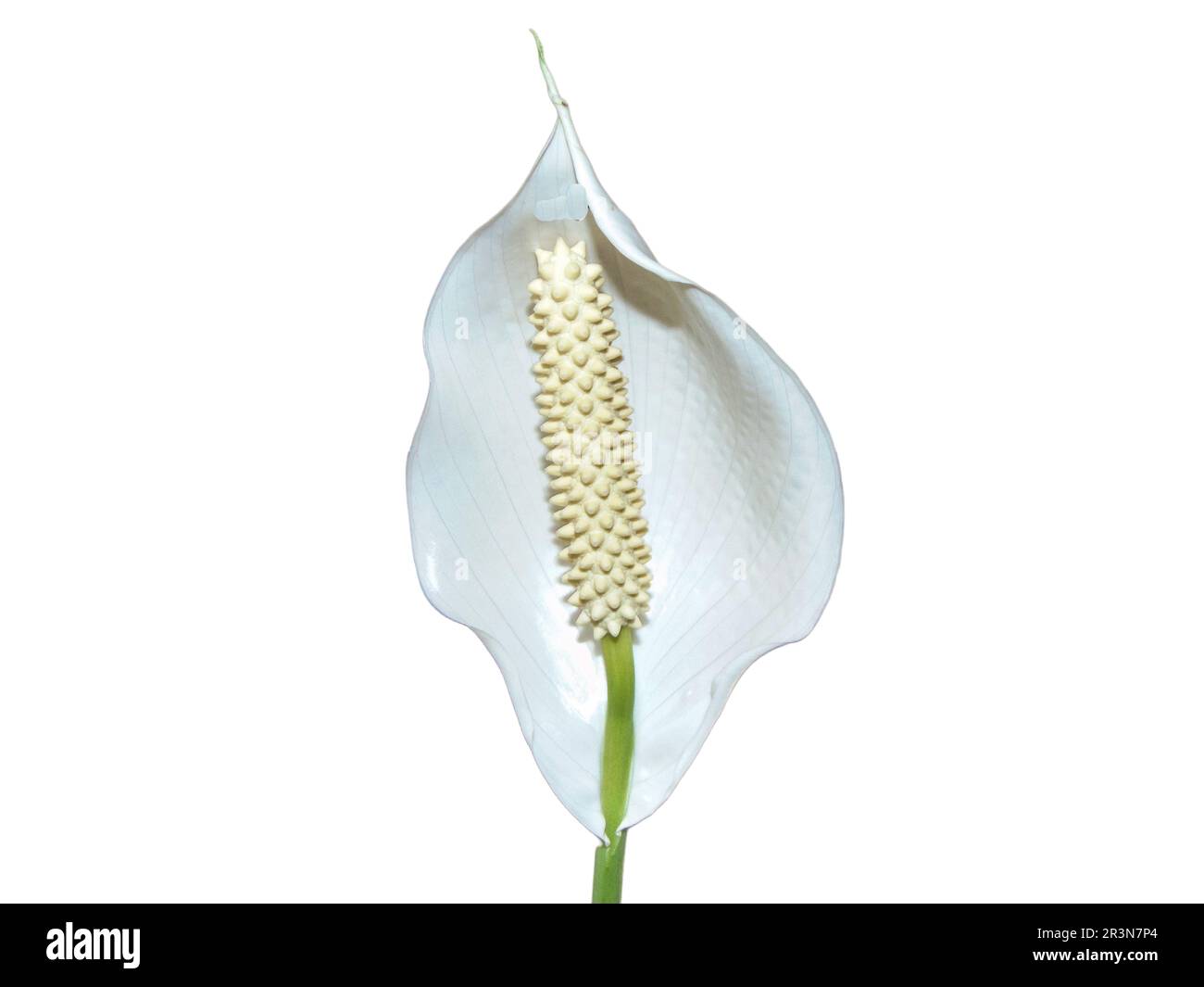 Peace lily flower isolated on white. Spathiphyllum plant Stock Photo ...