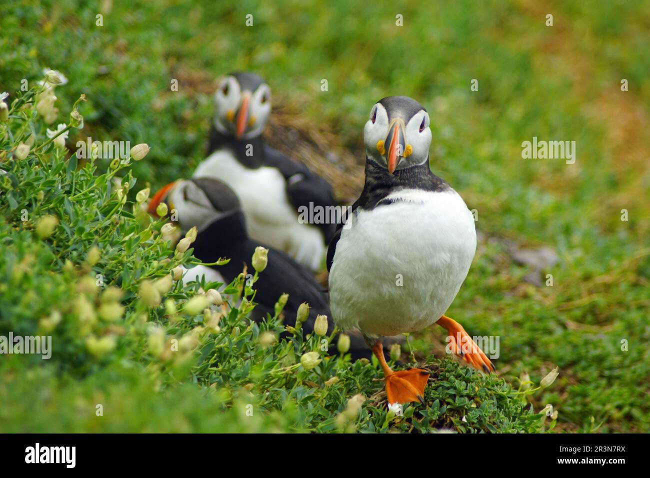 Puffins at the Skellig islands Stock Photo - Alamy