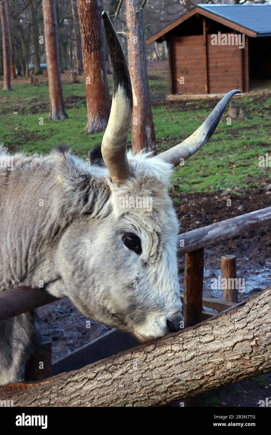 Hungarian steppe cattle or Hungarian gray cattle (Bos taurus ...