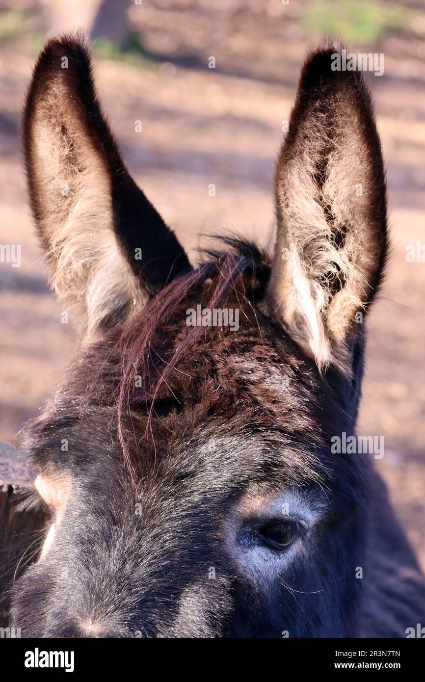 Domestic donkey (Equus asinus asinus) in a zoo - portrait Stock Photo ...