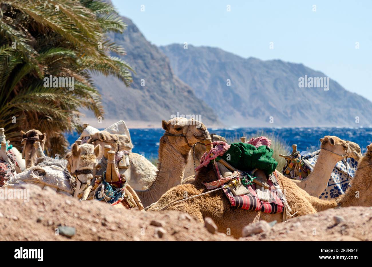Several camels rest on the shores of the Red Sea Stock Photo - Alamy