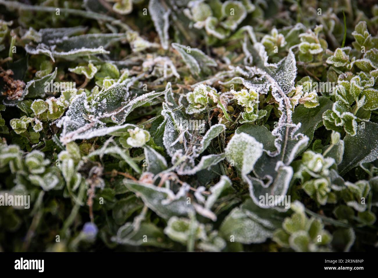 Frozen green grass, frost in spring. Cold and crisp morning Stock Photo ...