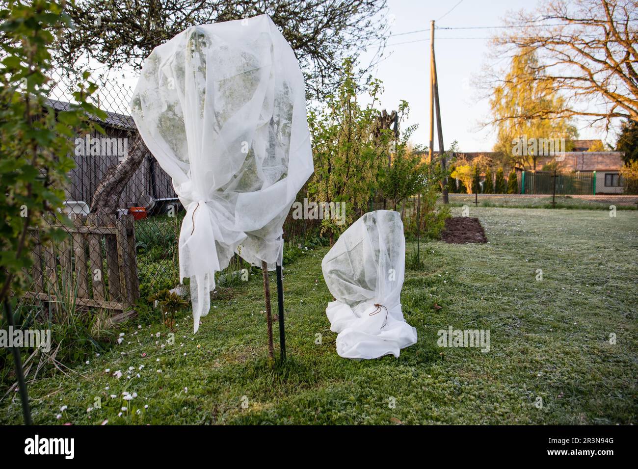 Bushes are covered with white agronet to protect them from frost ...