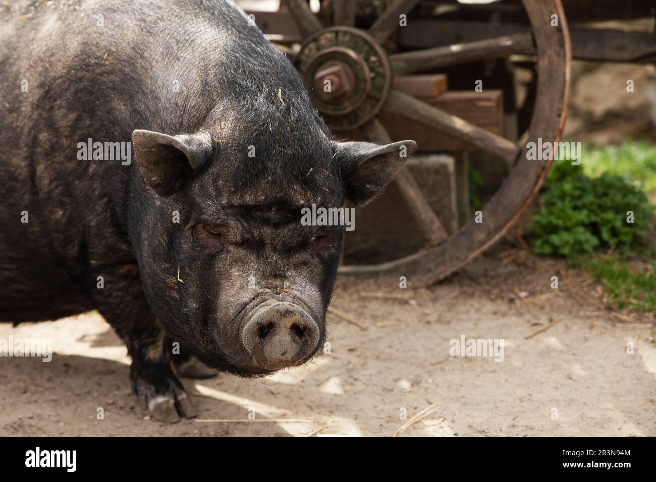 Pig black background hi-res stock photography and images - Alamy
