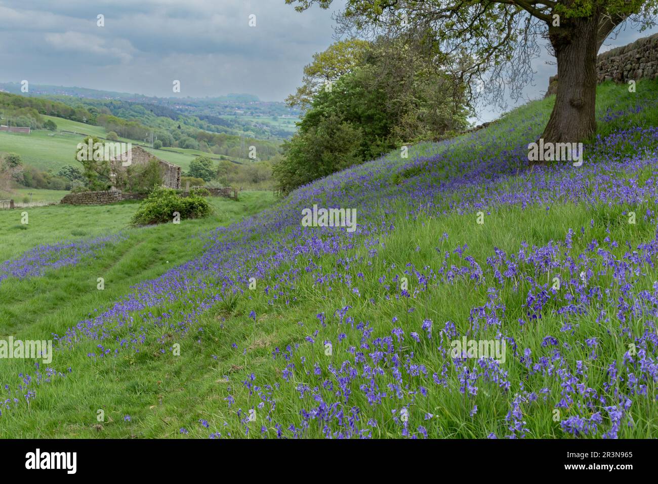 English bluebells (Hyacinthoides non-scripta) in countryside in Baildon ...