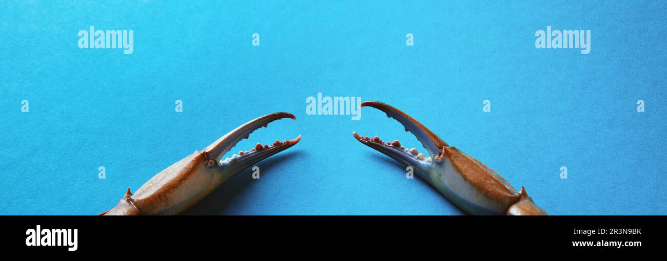 Claws crustacean animal hi-res stock photography and images - Alamy