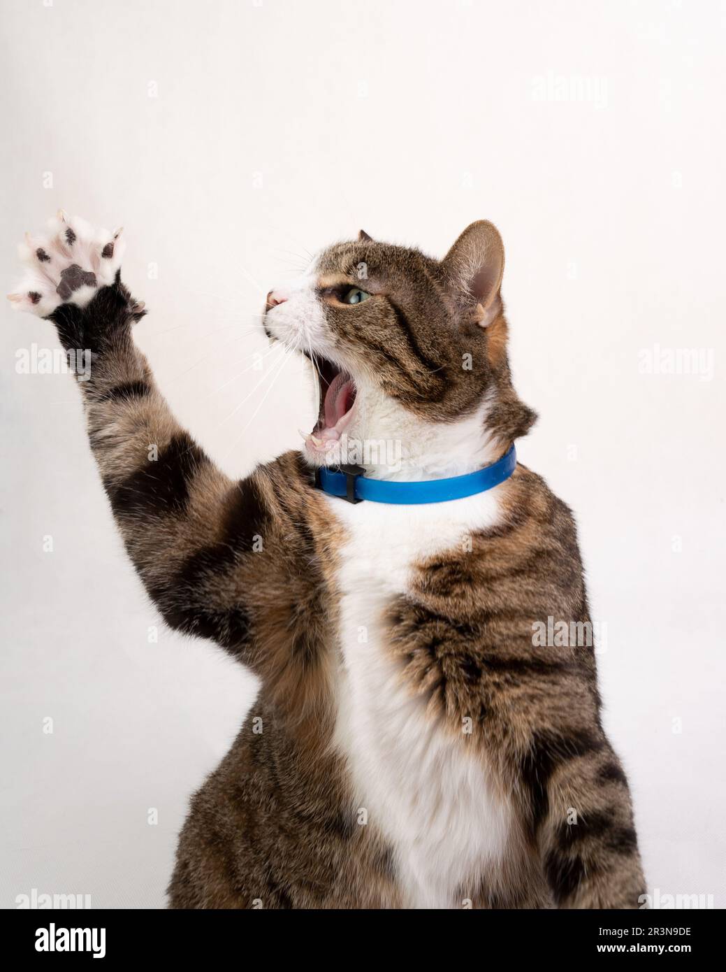 Aggressive cat hi-res stock photography and images - Alamy