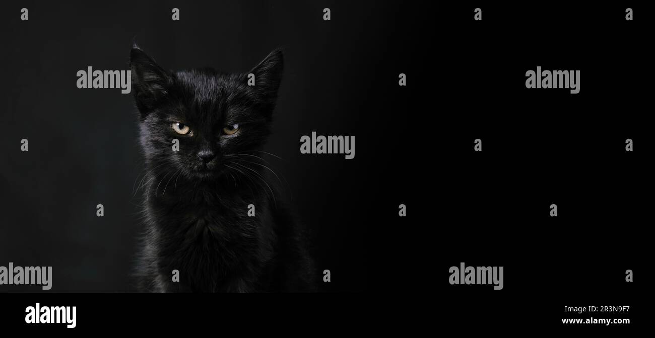 Black kitten panoramic banner Stock Photo - Alamy