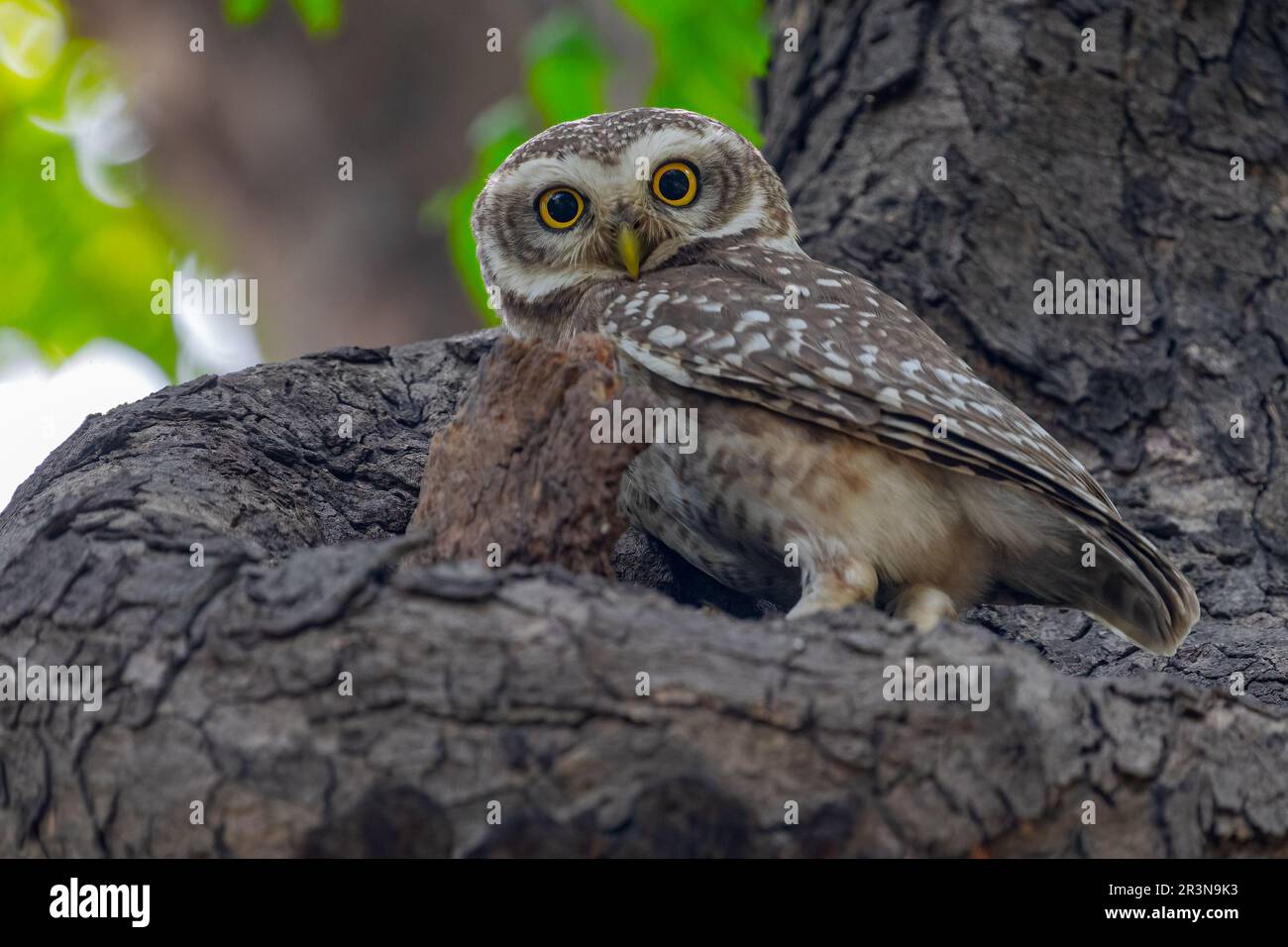 Night camera zoo hi-res stock photography and images - Alamy