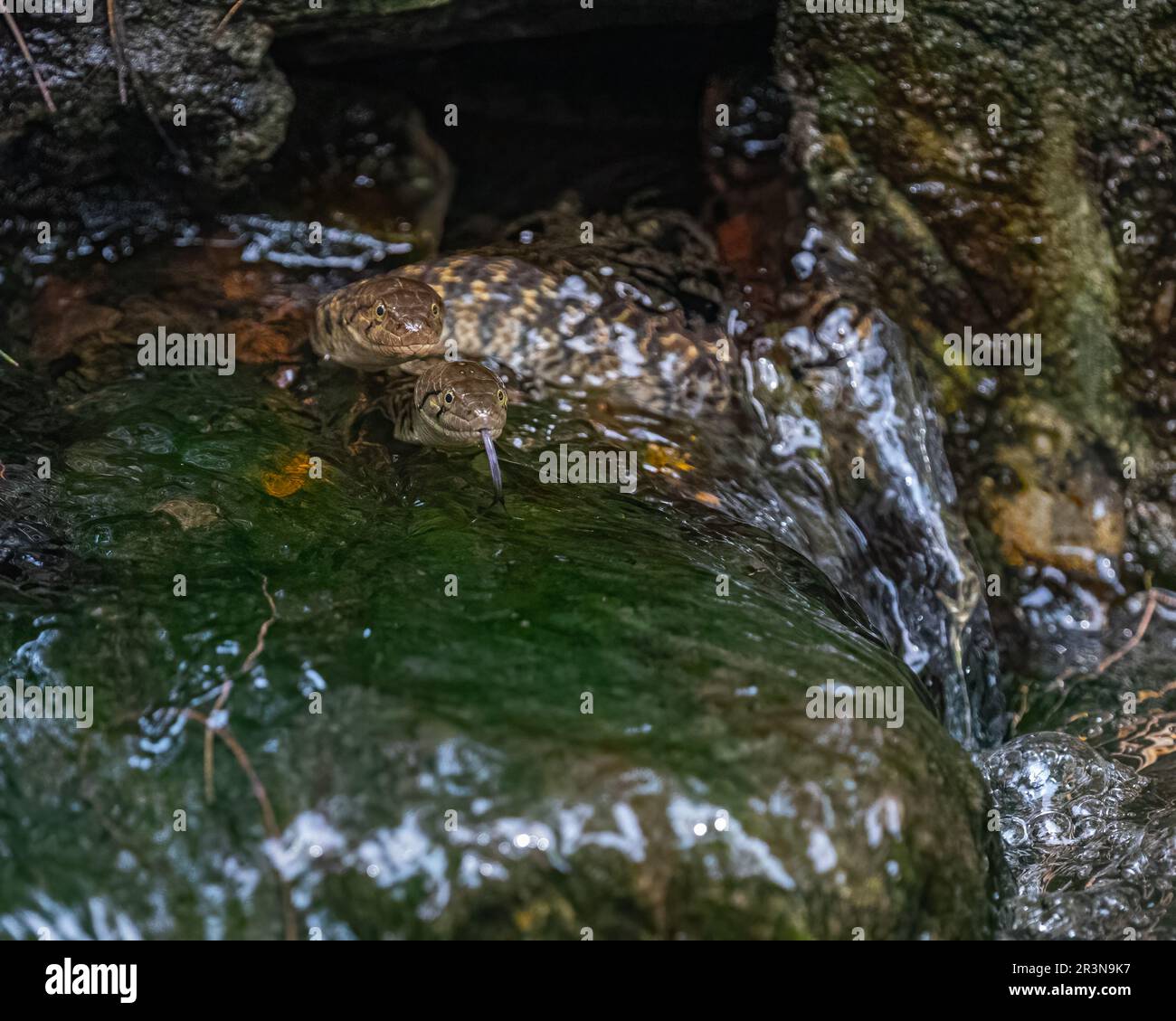 Pair of water Snake looking straight Stock Photo - Alamy