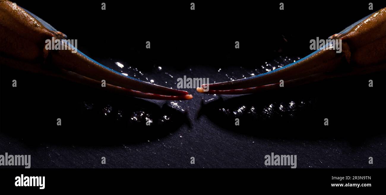 Claws crustacean animal hi-res stock photography and images - Alamy