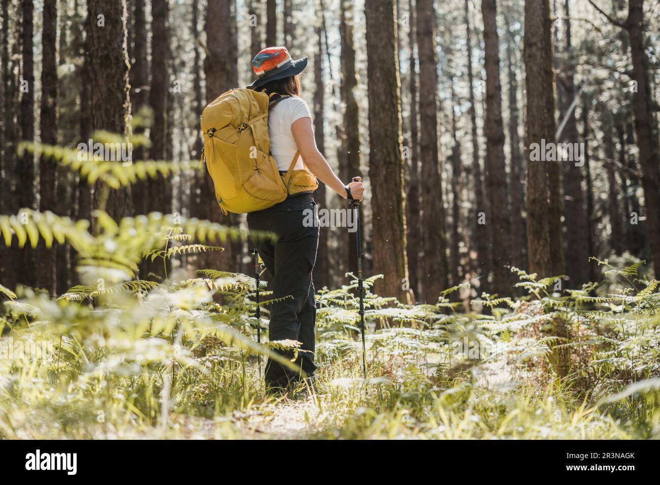Back view of anonymous female hiker with backpack and trekking poles ...