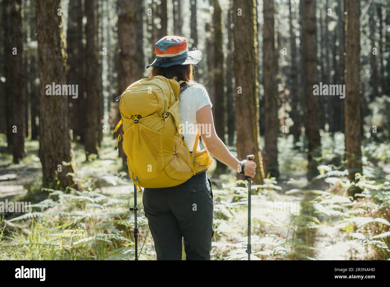 Back view of anonymous hiker with backpack and trekking poles walking ...
