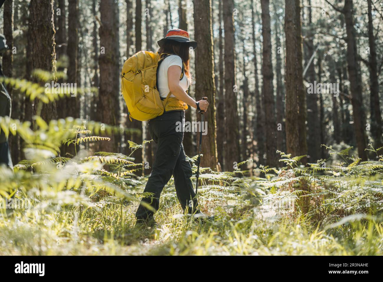 Side view of anonymous hiker with backpack and trekking poles walking ...