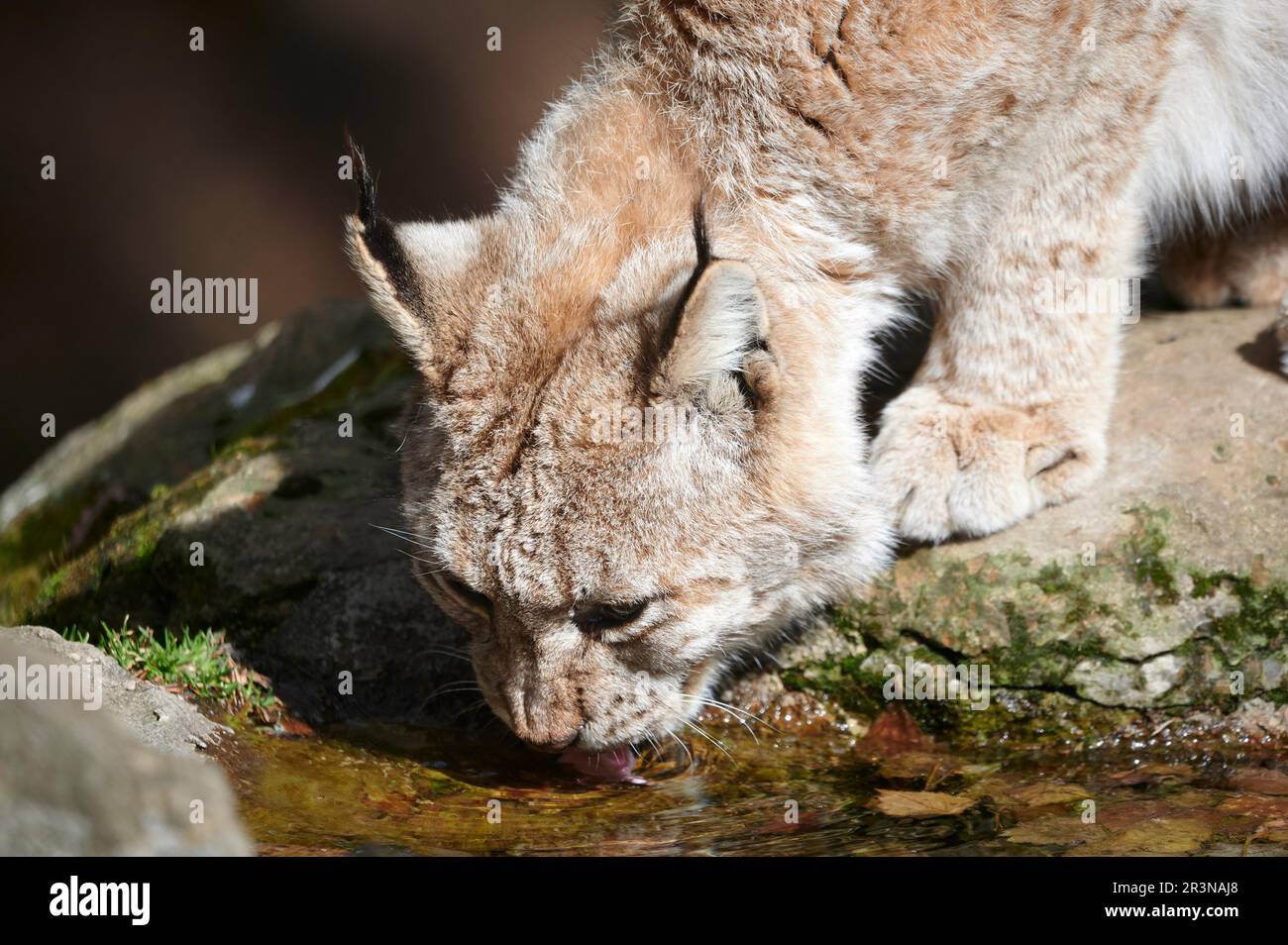 Side view of graceful Eurasian lynx drinking water from puddle and ...