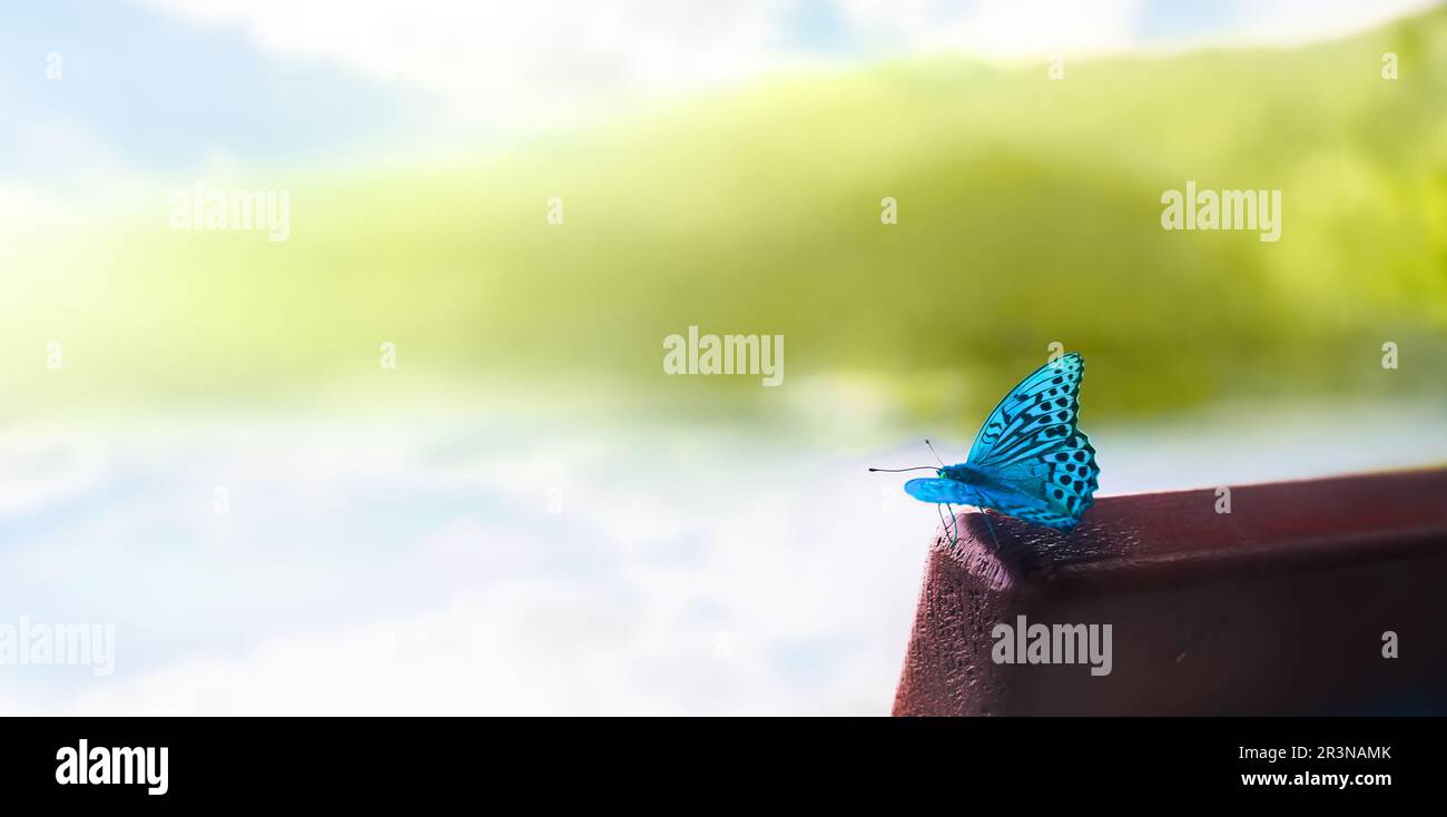 Blue monarch butterfly Stock Photo - Alamy