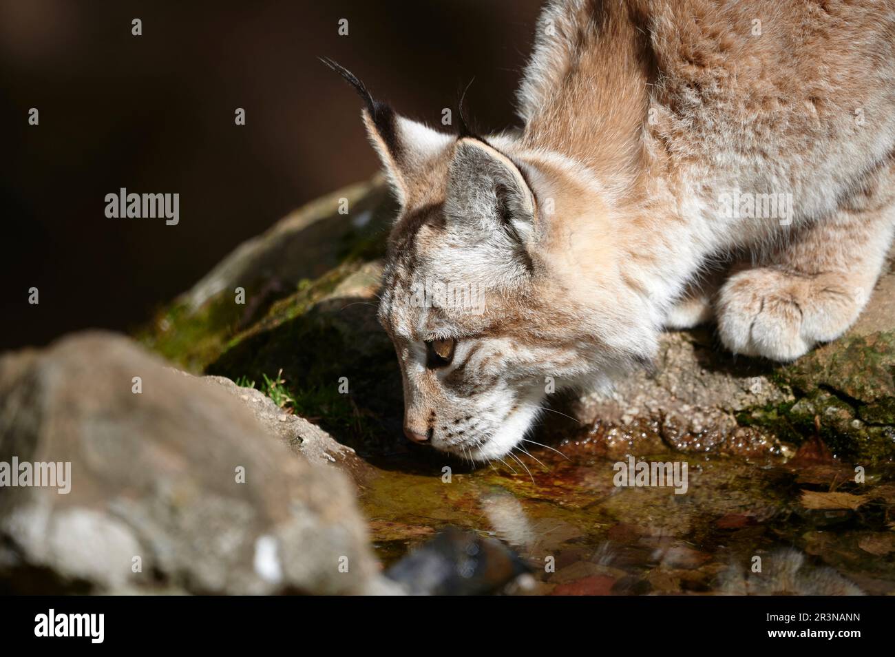 Eurasian lynx lynx lynx drinking hi-res stock photography and images ...