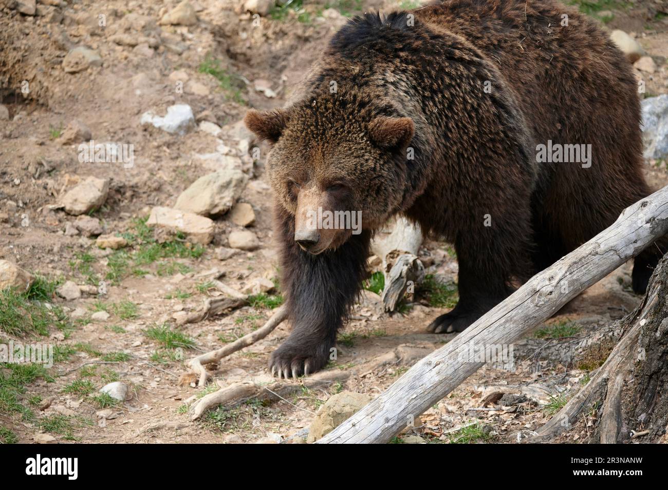 Calm strong wild brown haired bear with powerful paws looking down while walking on ground in ...