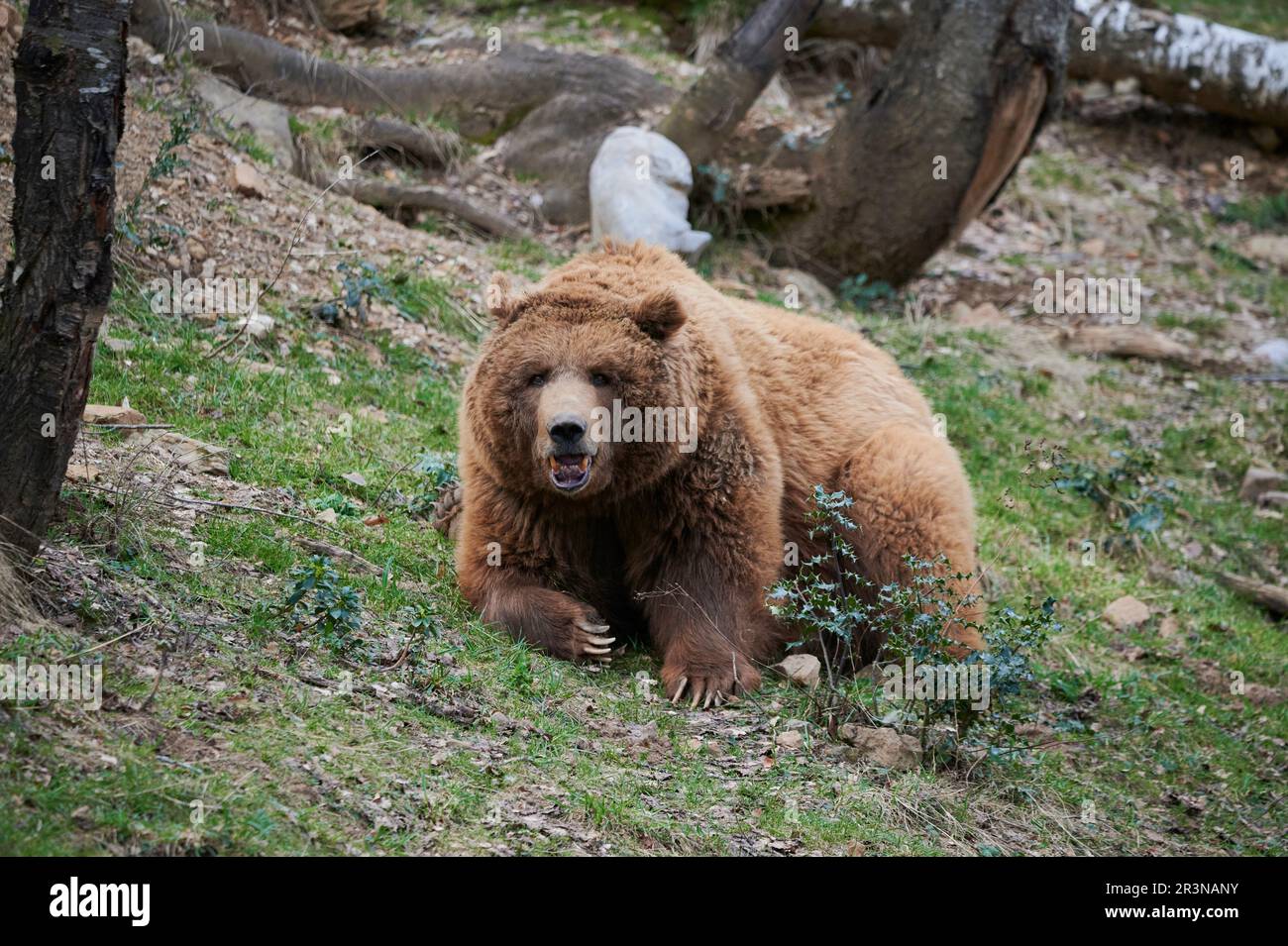 Front view of dangerous powerful furry brown bear with opened mouth ...