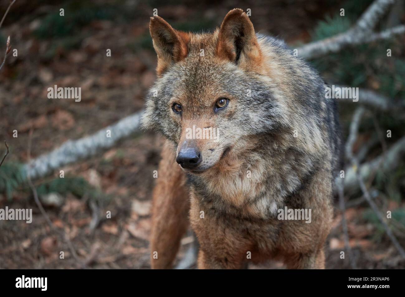 Furry dangerous predatory Iberian wolf with brown and gray fur looking ...